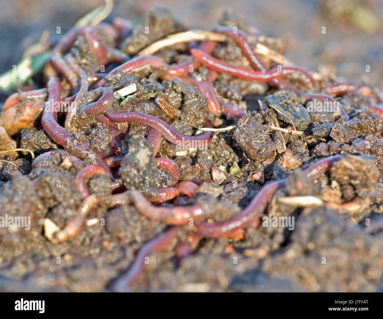 closeup garden insect ground soil earth humus animals agriculture ...