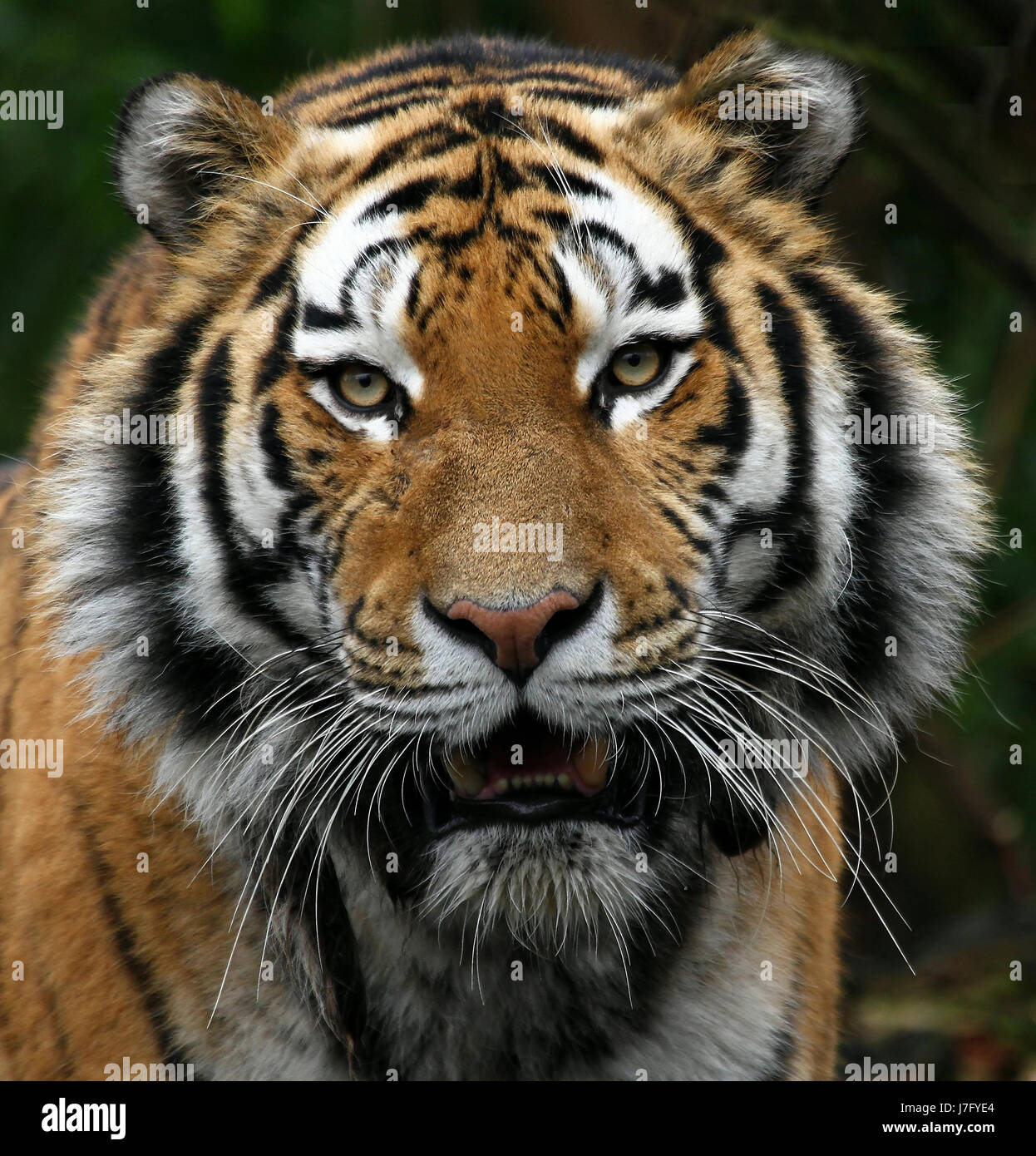 portrait big cat feline predator eyes cat tiger skin majestic head ...