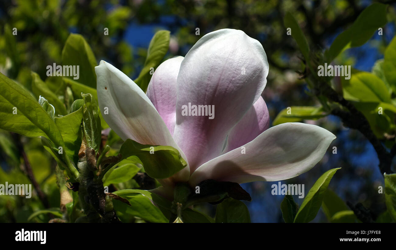 Magnolia flower at Kenwood House English Heritage Hampstead London NW3 ...