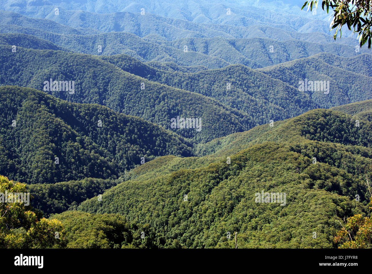 environment enviroment tree trees mountains distance photo camera out ...