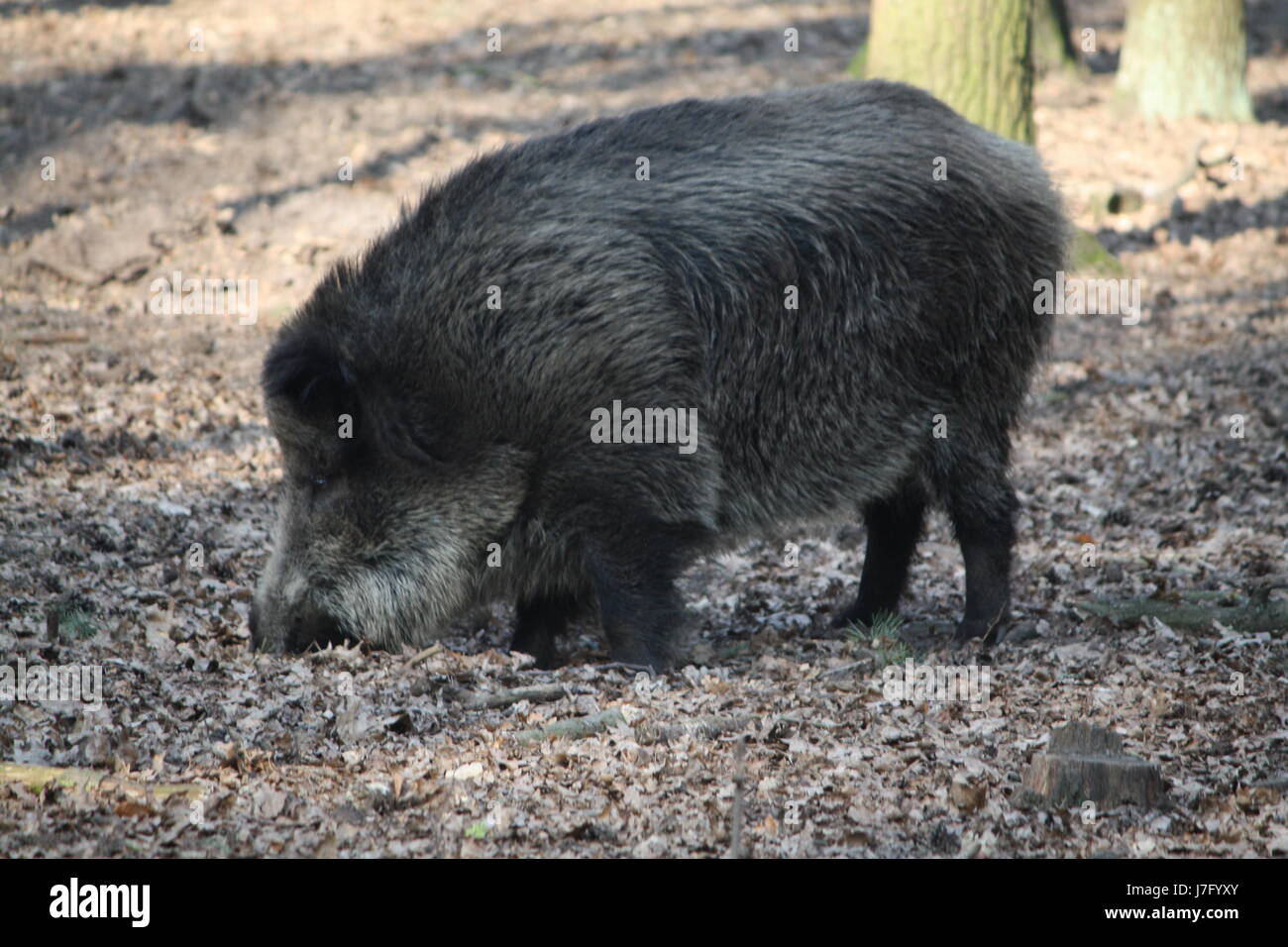 wild boar in the forest Stock Photo - Alamy