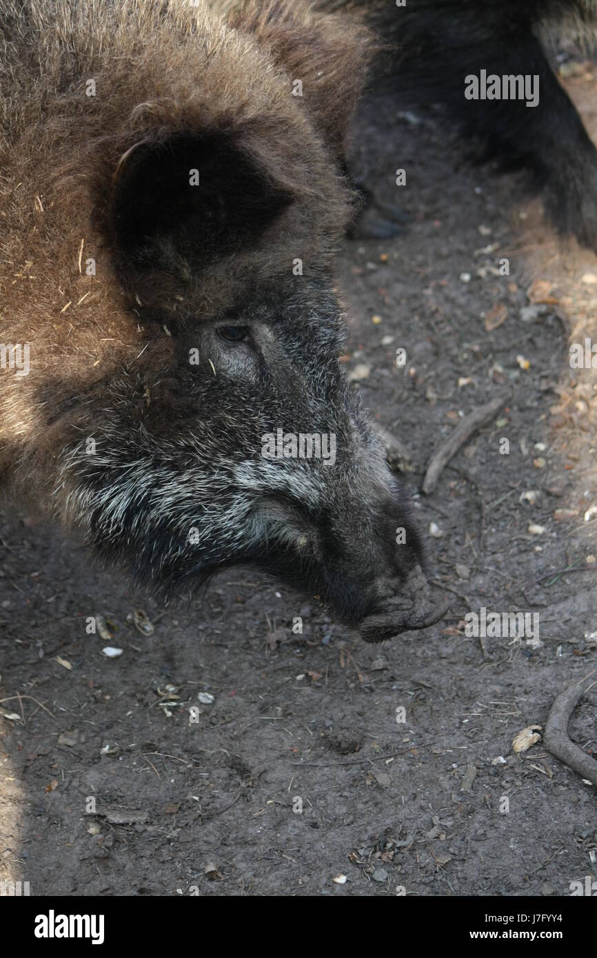 wild boar in the forest Stock Photo - Alamy