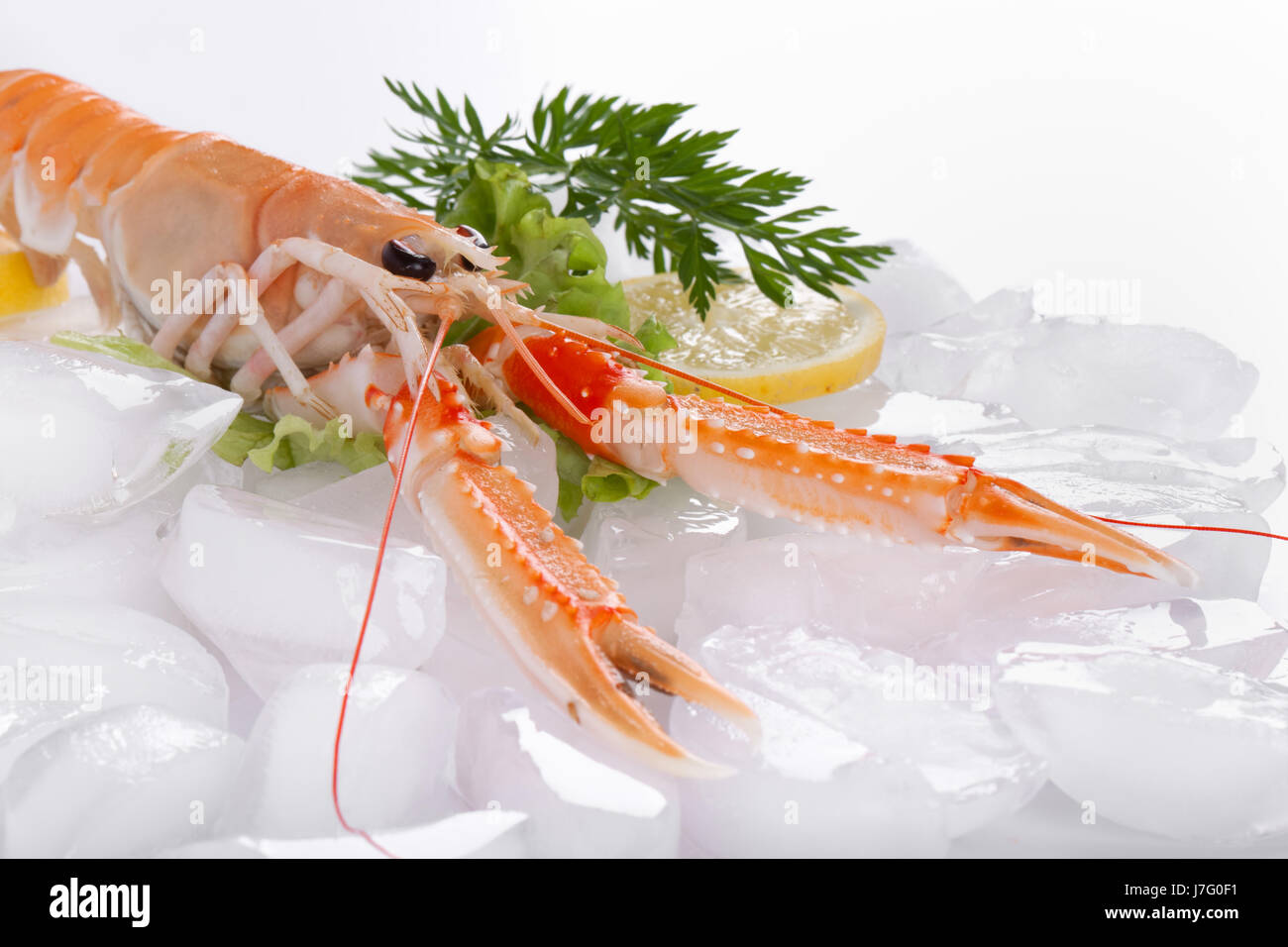 shrimp vegetable food dish meal ice cube crustacean crayfish lemon ...