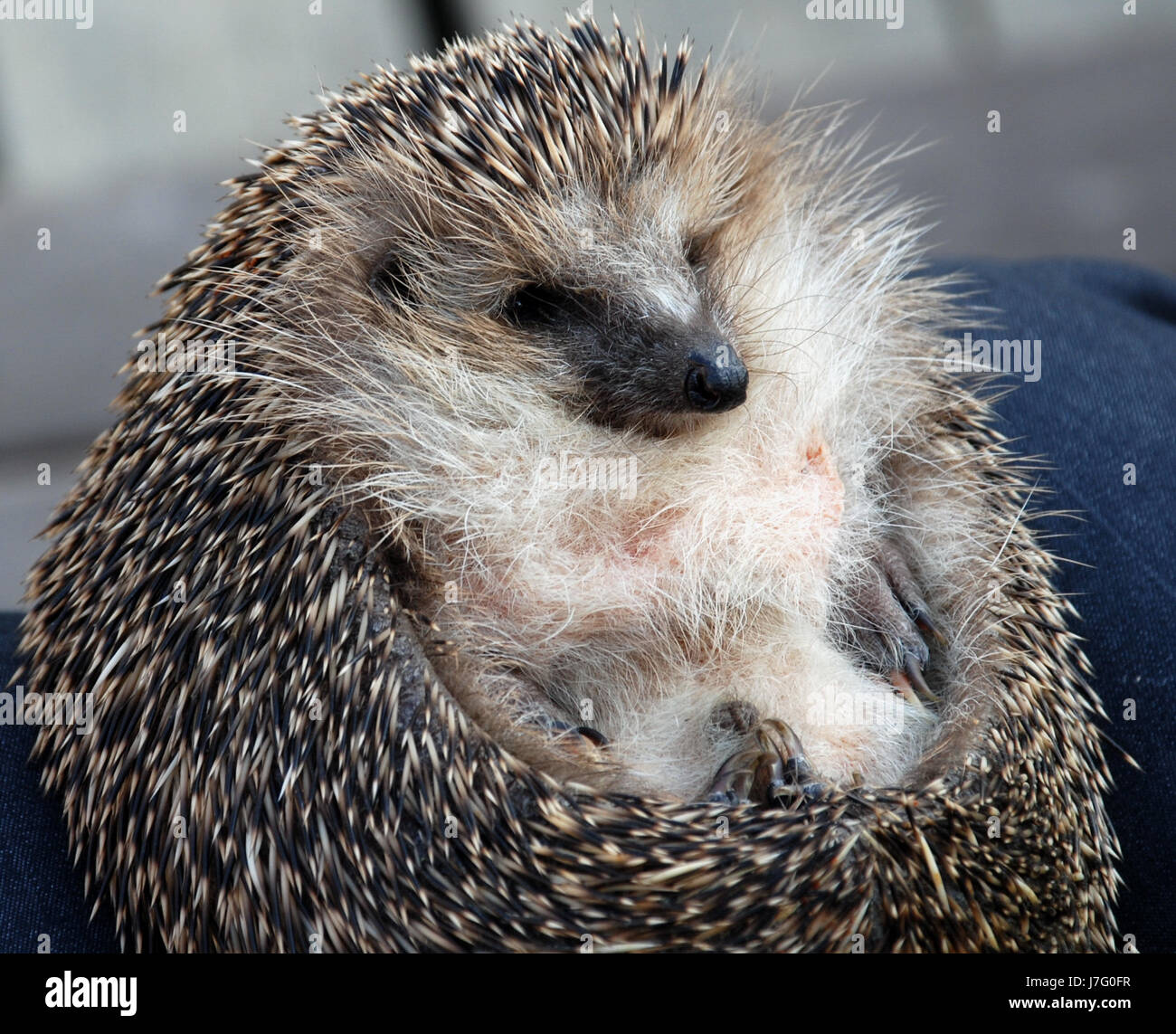 animal mammal prickle hedgehog insectivore insectivorous wild animal ...
