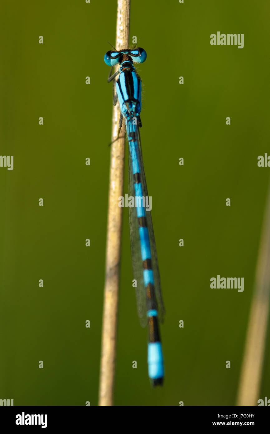fen sky blue blue insect dragonfly fen male sky blue slim arid sligth ...