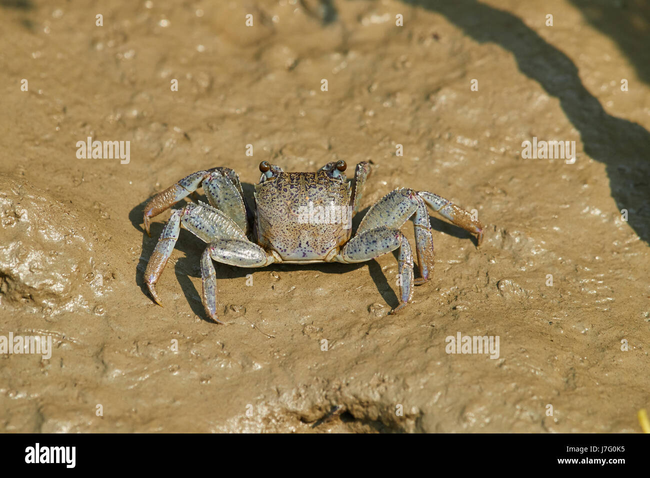 Fiddler crab on the Sundarban wetlands zone, large claws with the ...