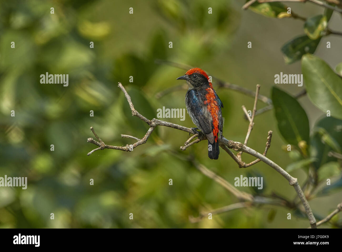 Scarlet-backed Flowerpecker, Dicaeum cruentatum male black color with ...