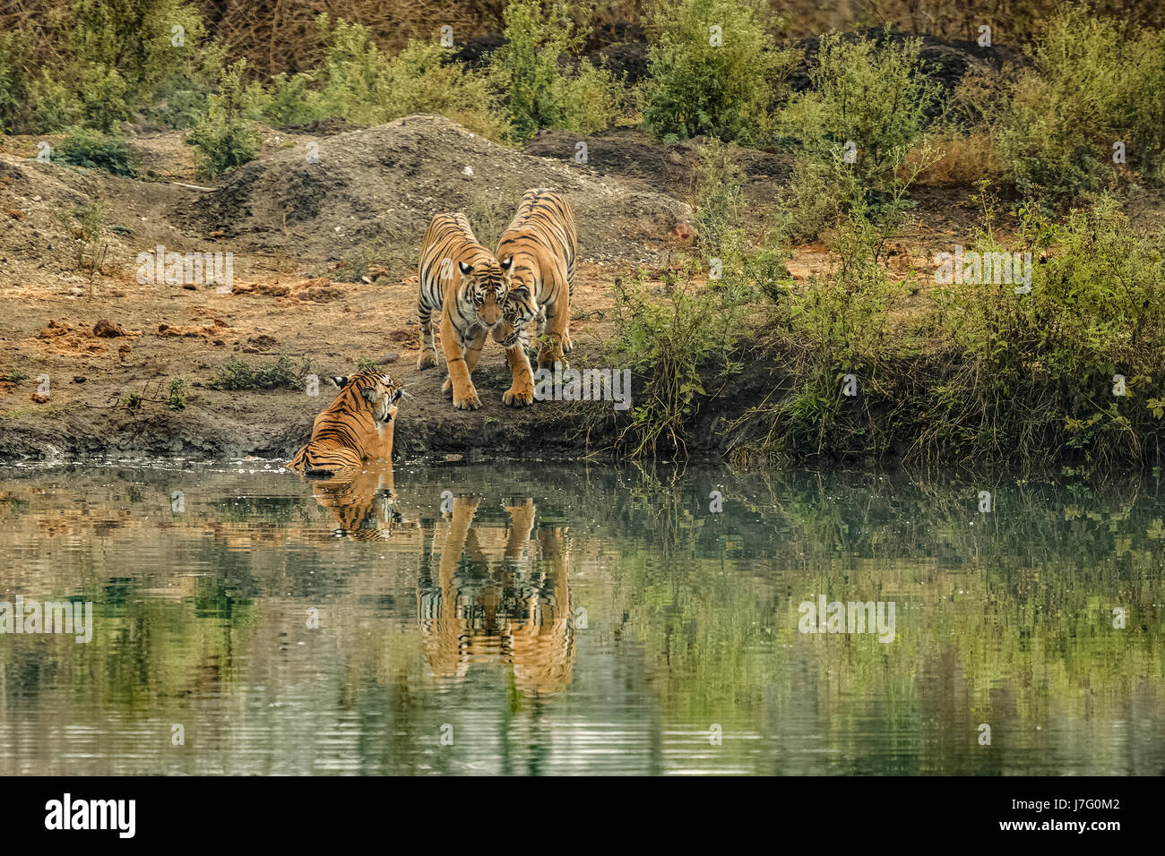tiger cubs outside for to drink water, reflection in the water Stock ...