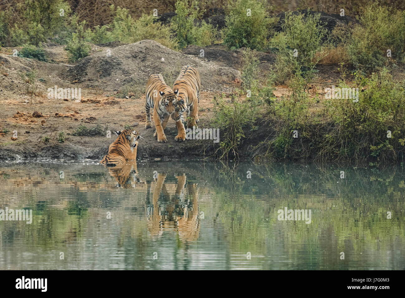 tiger cubs outside for to drink water, reflection in the water Stock ...