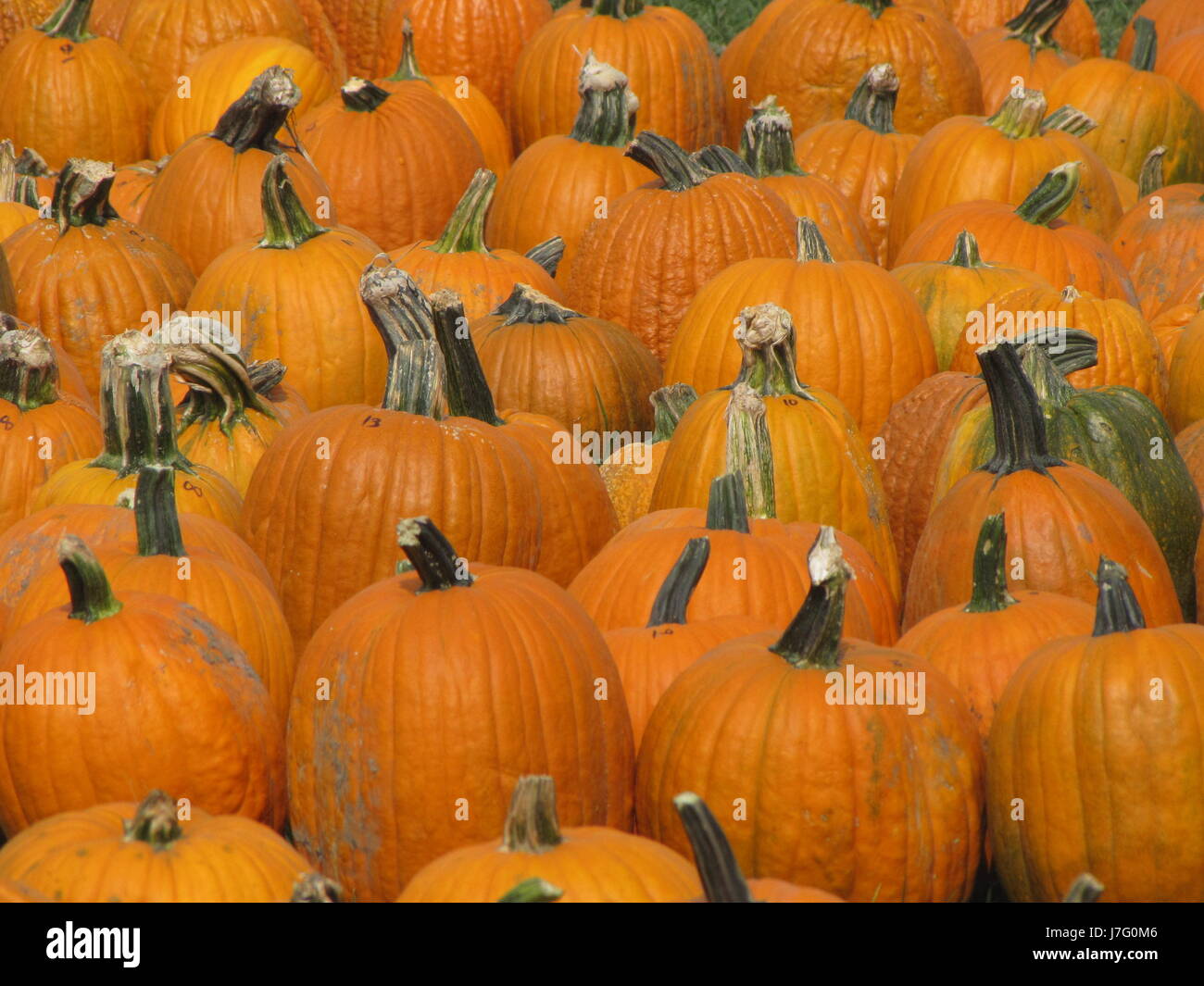 Fall Pumpkin Patch Stock Photo - Alamy