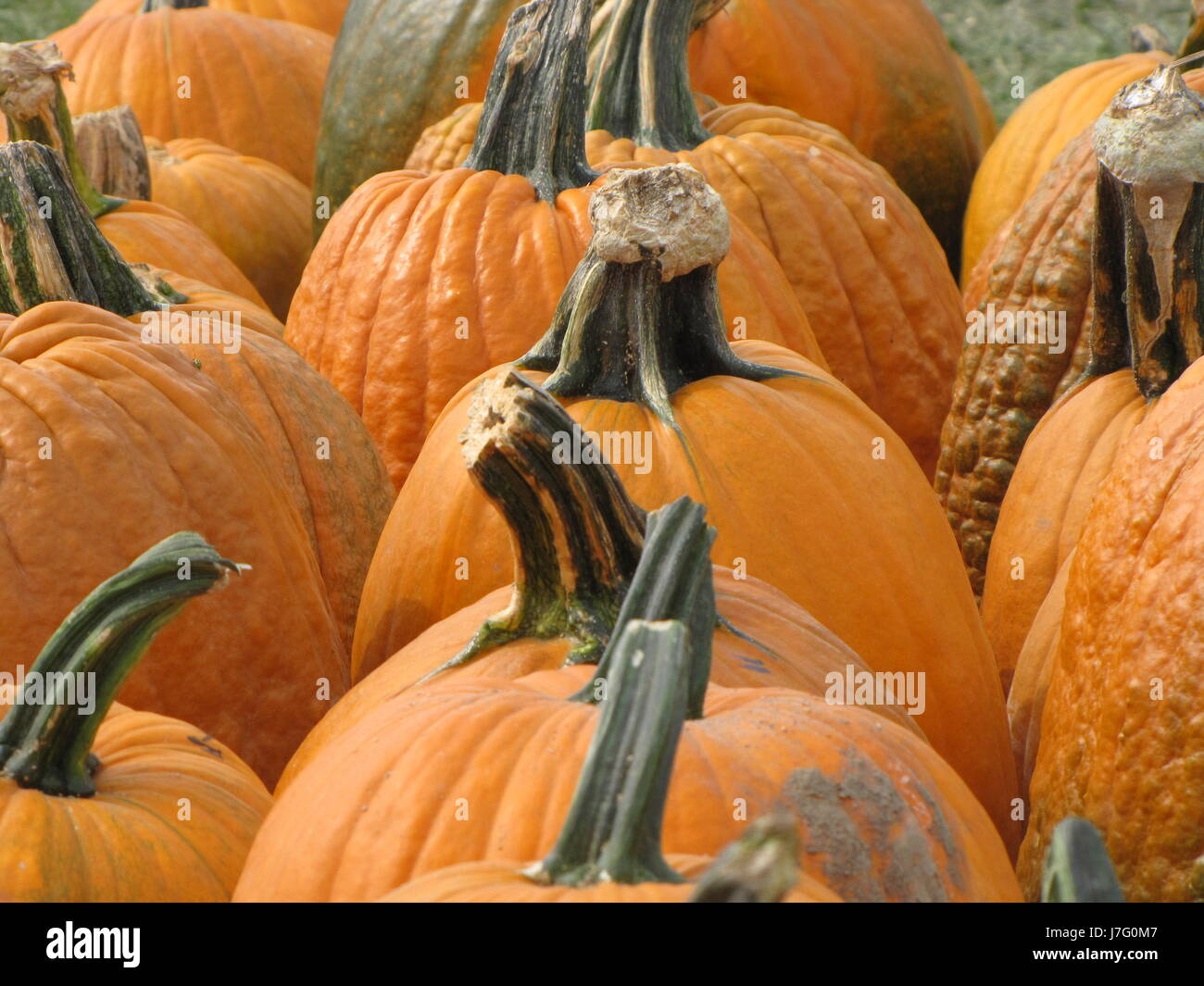Fall Pumpkin Patch Stock Photo - Alamy