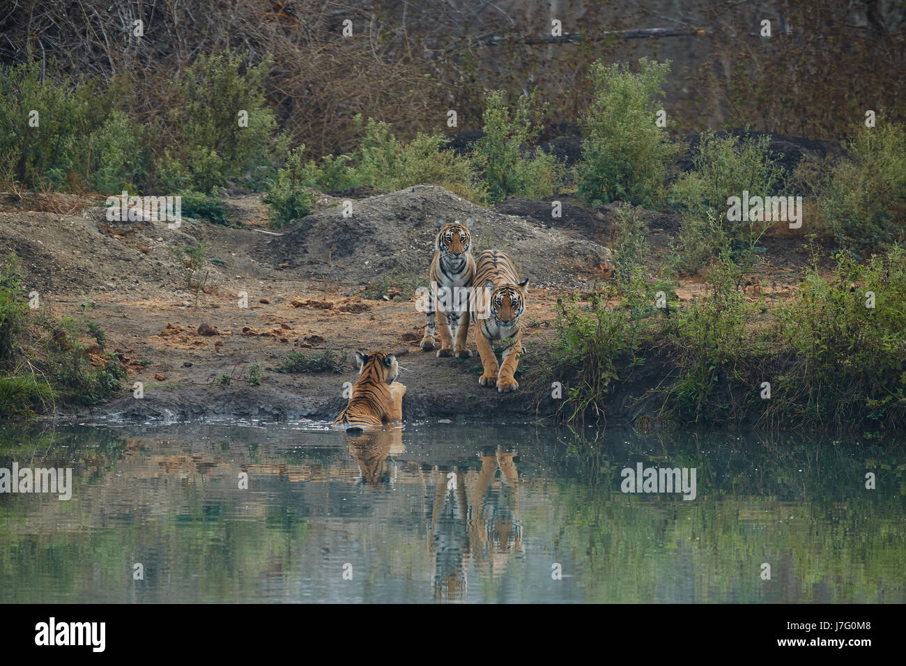 Tiger Cub Camouflage High Resolution Stock Photography and Images - Alamy