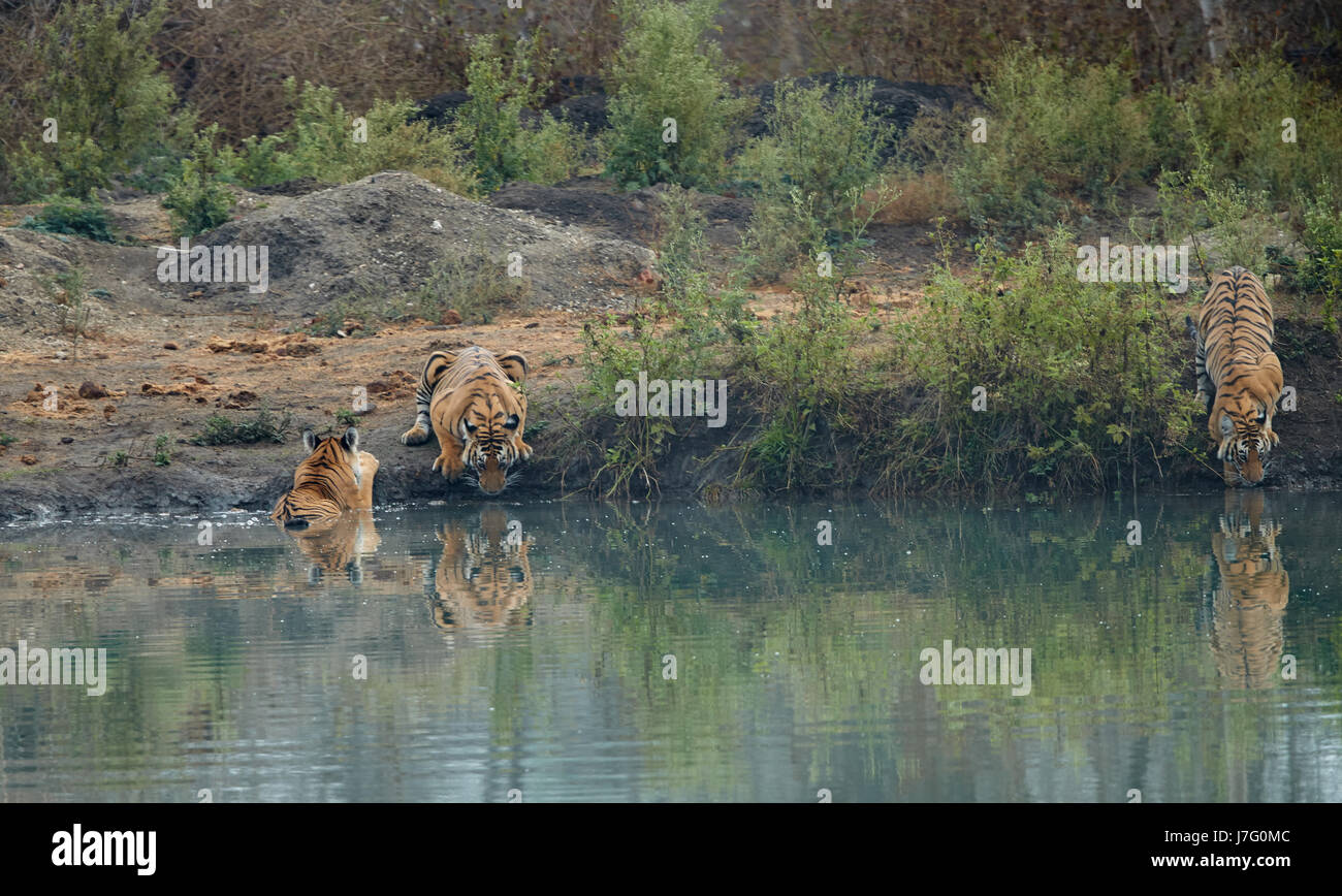 tiger cubs outside for to drink water, reflection in the water Stock ...