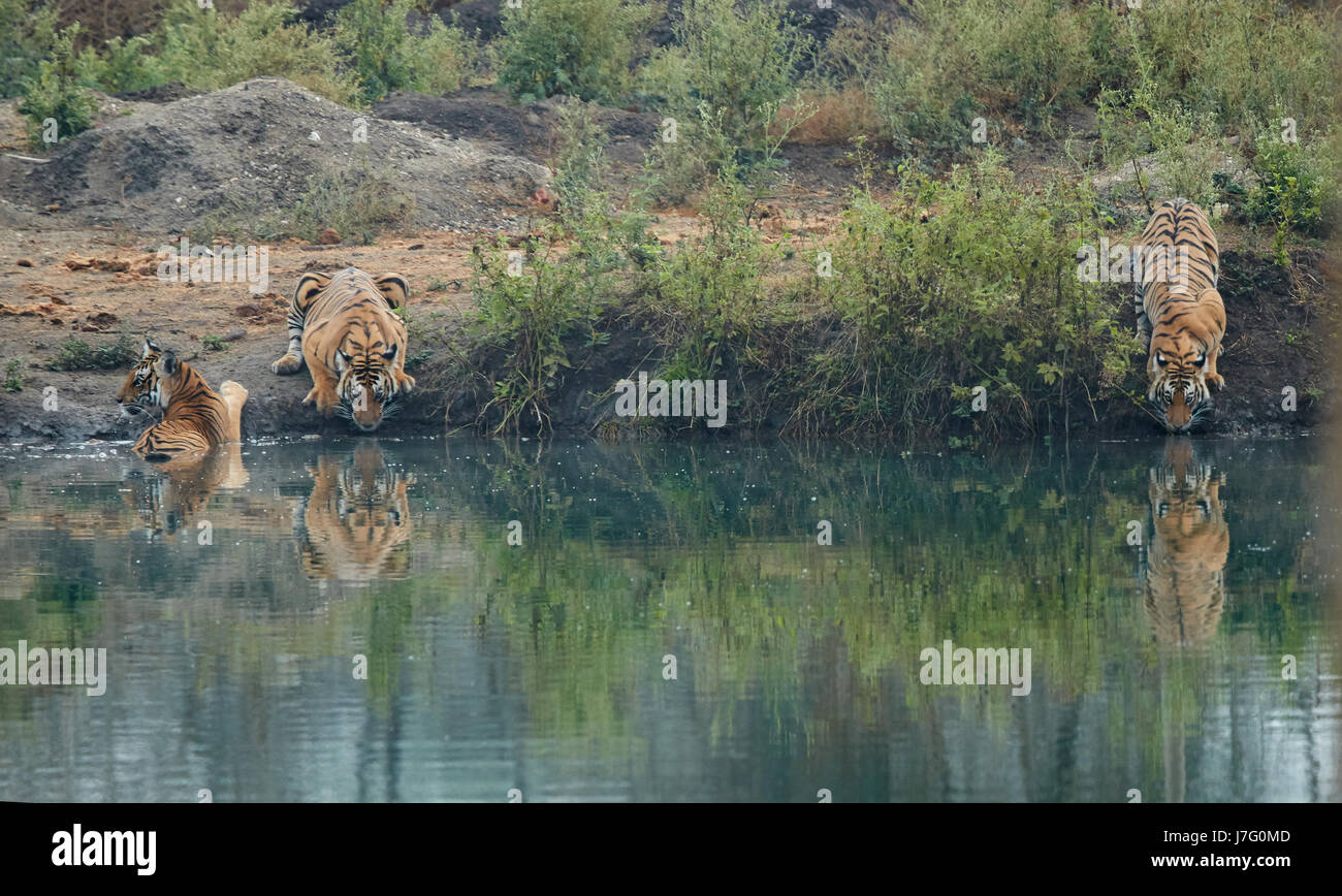 tiger cubs outside for to drink water, reflection in the water Stock ...