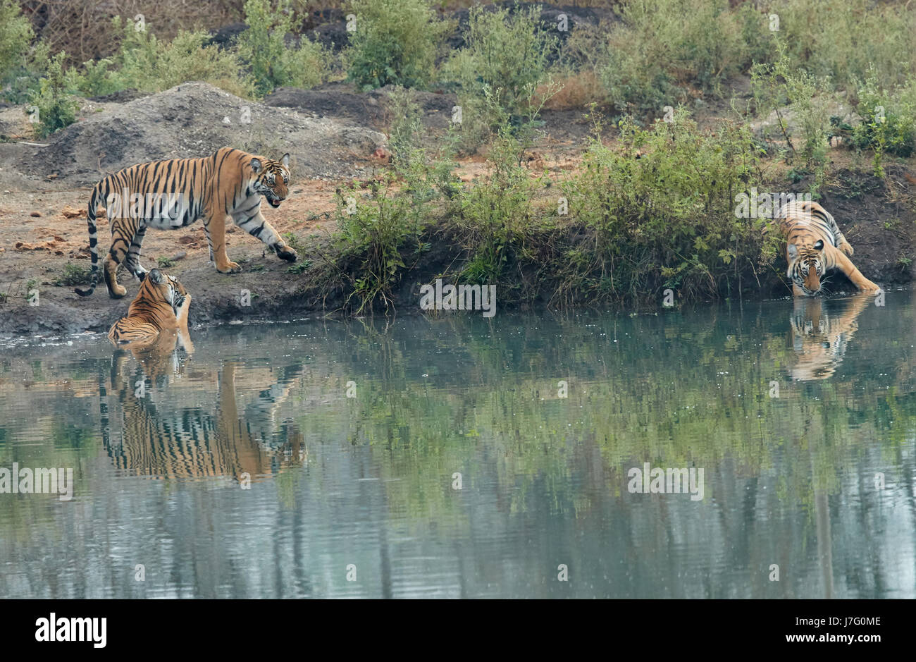 tiger cubs outside for to drink water, reflection in the water Stock ...