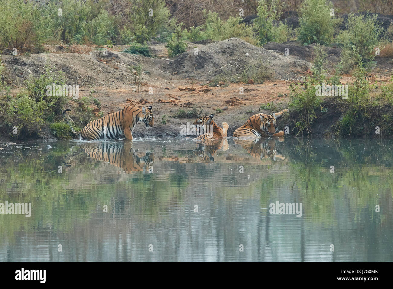 Tiger cub water reflection hi-res stock photography and images - Alamy