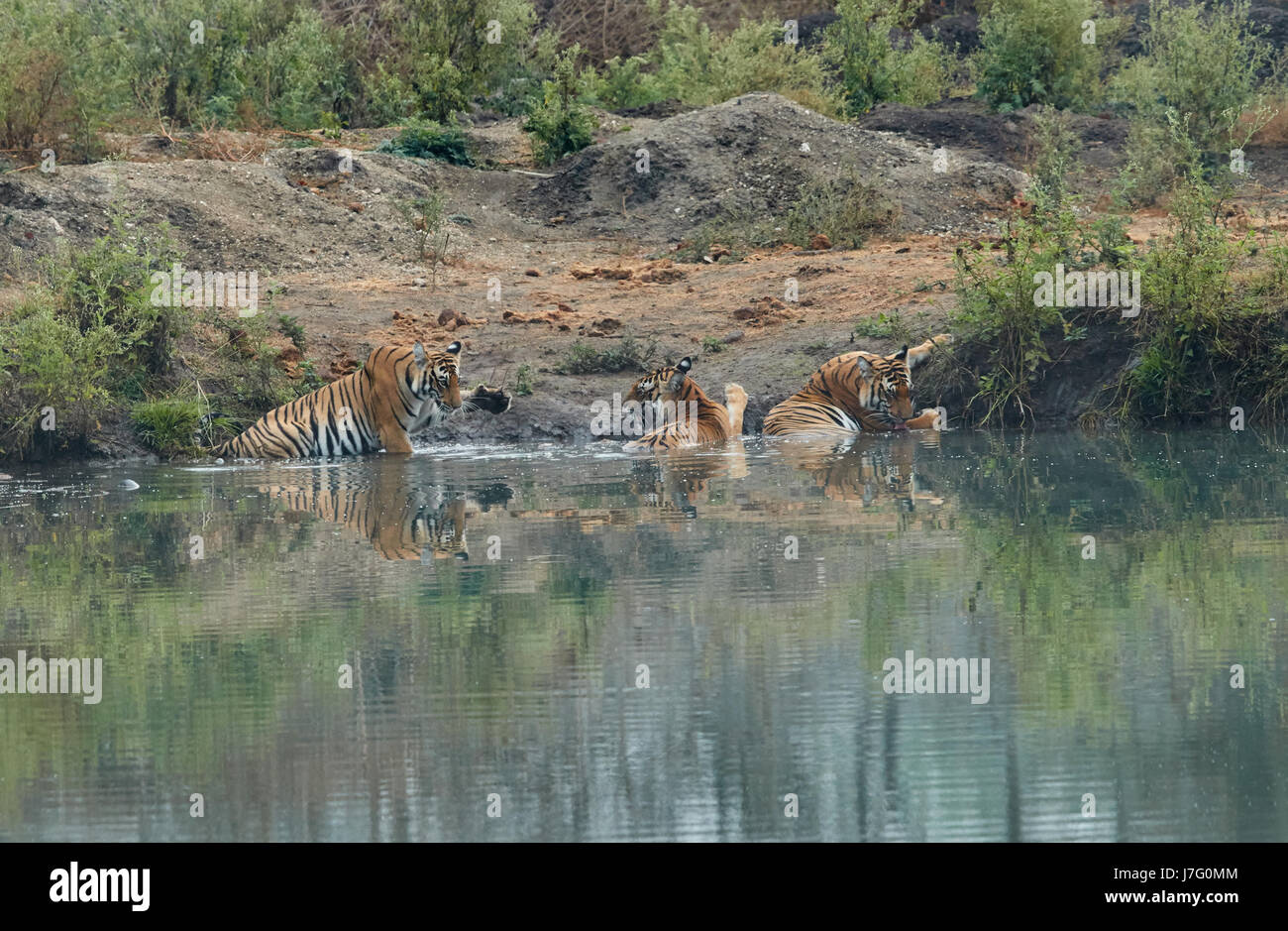 Tiger cub water reflection hi-res stock photography and images - Alamy