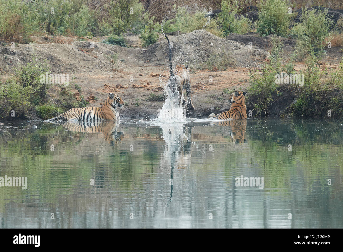 tiger cubs outside for to drink water, reflection in the water Stock ...