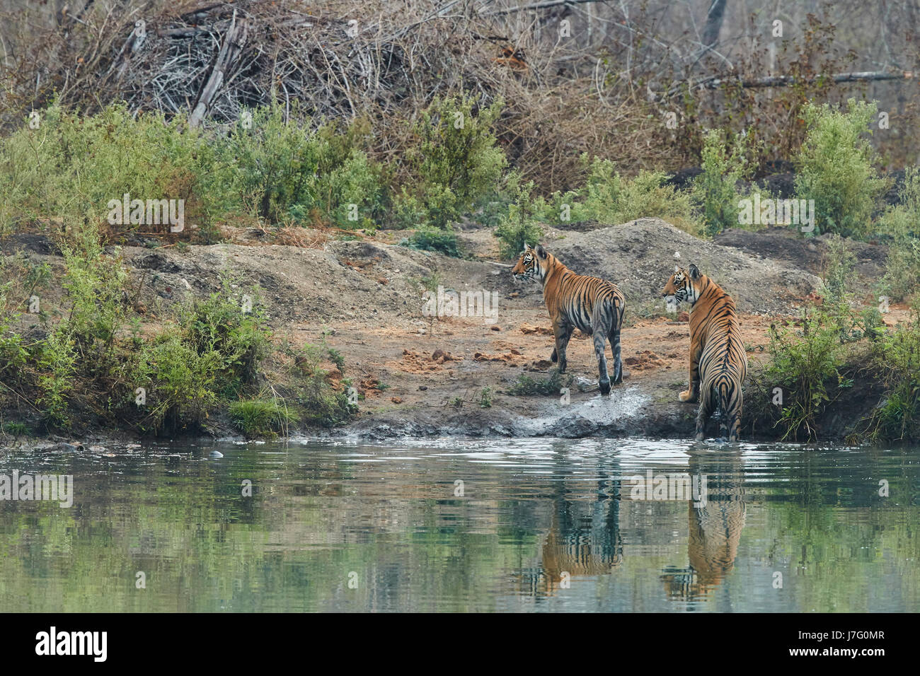 tiger cubs outside for to drink water, reflection in the water Stock ...