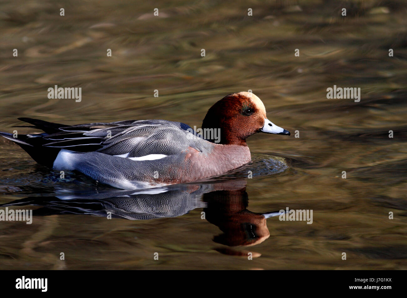 Gelber scheitel hi-res stock photography and images - Alamy
