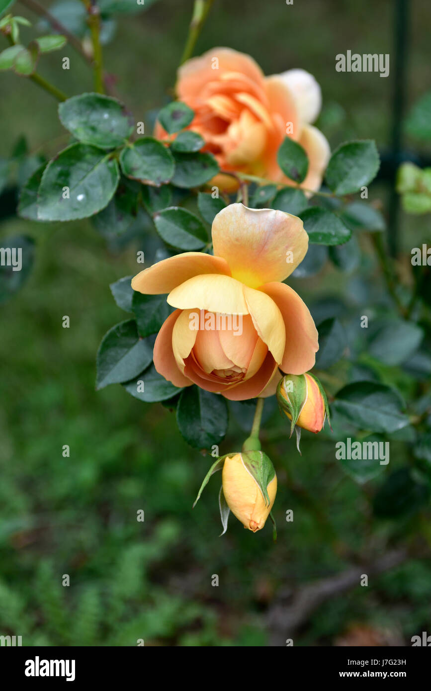 English Rose Pat Austin in the garden Stock Photo - Alamy