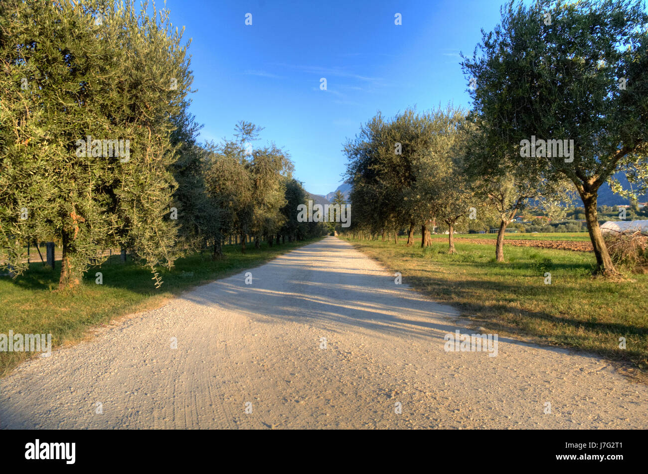 health tree tourism agriculture farming summer summerly fruit boil ...