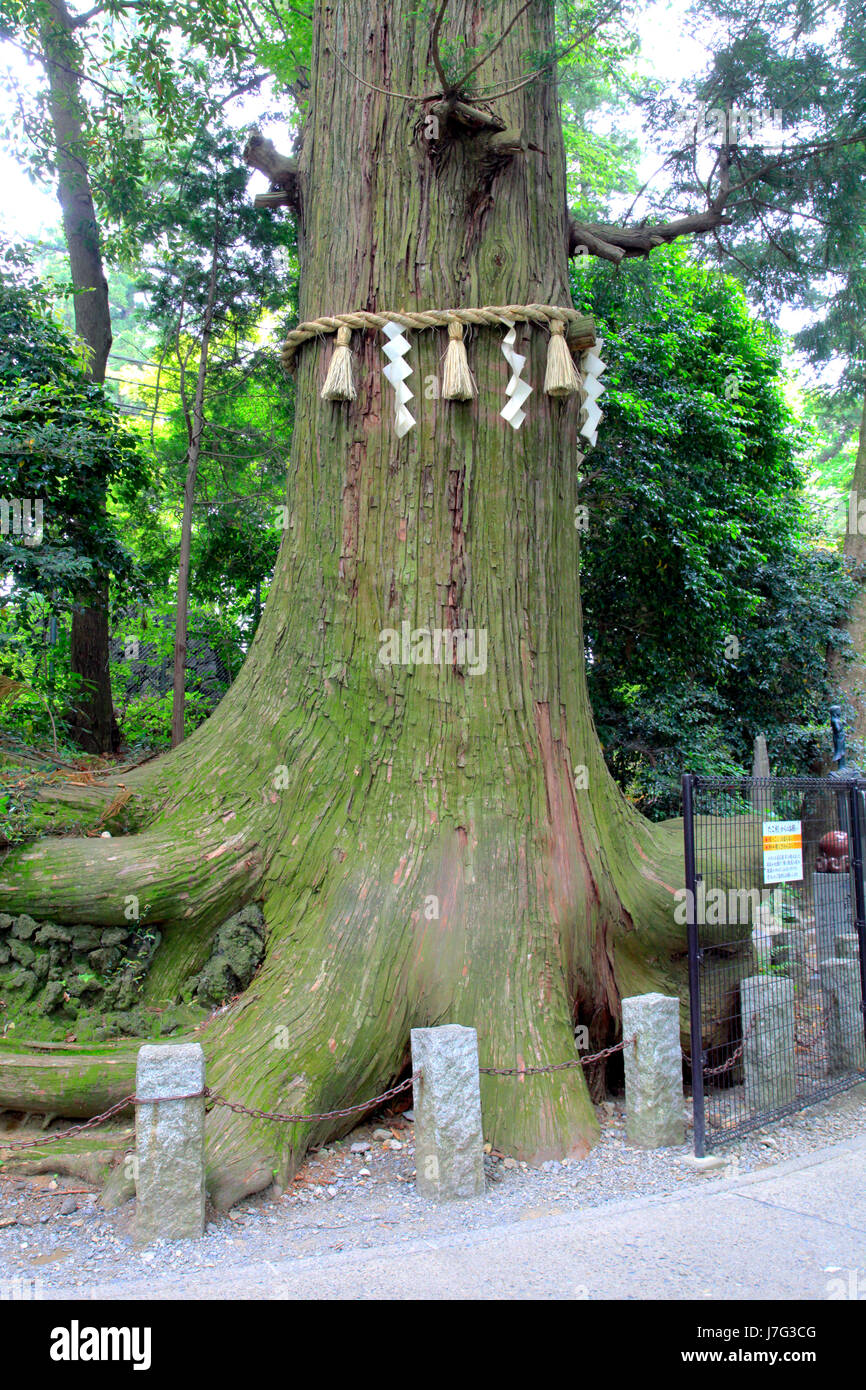 Japan sugi trees hi-res stock photography and images - Alamy