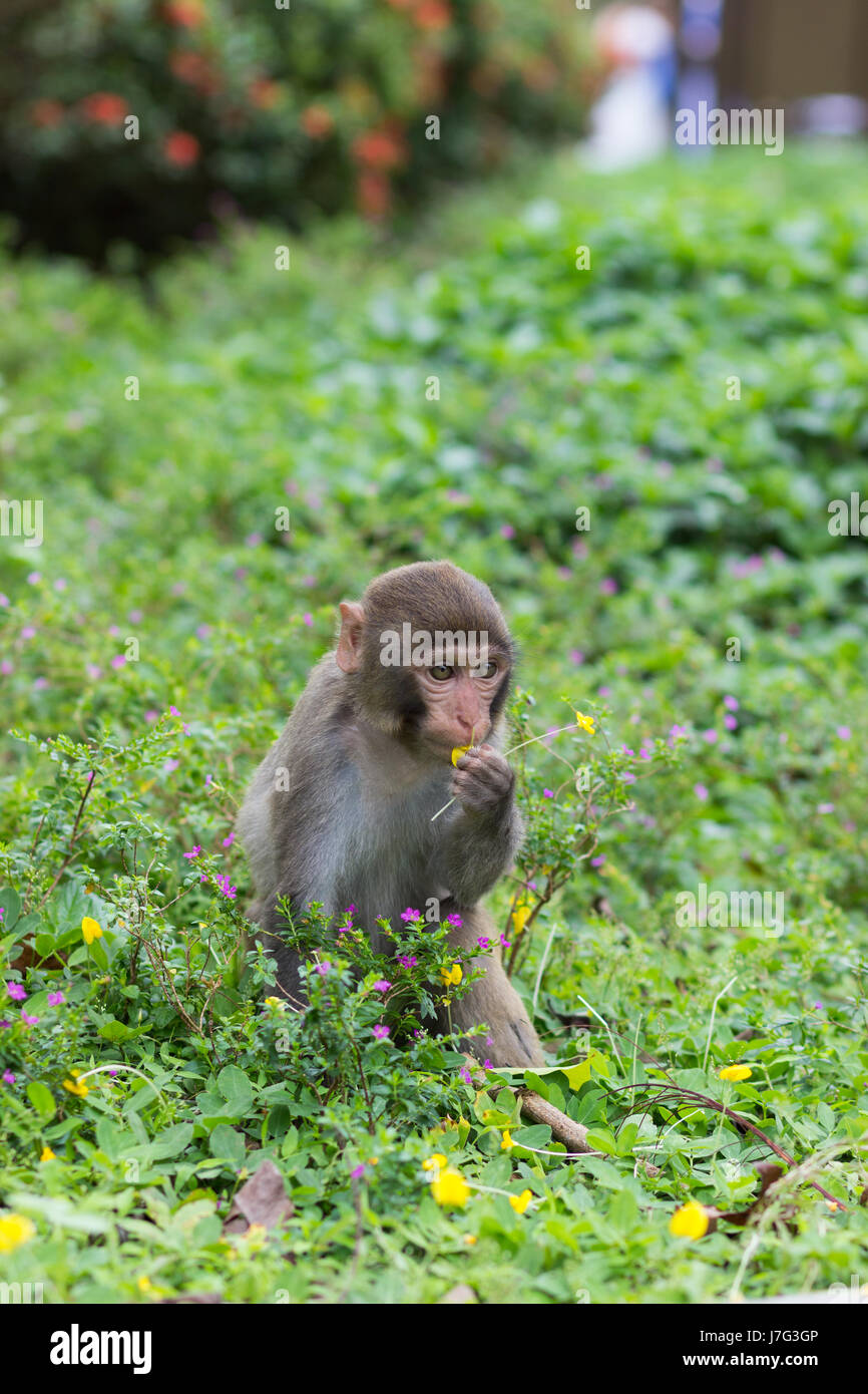 Little rhesus macaque sitting in grass holding yellow flower in paws ...