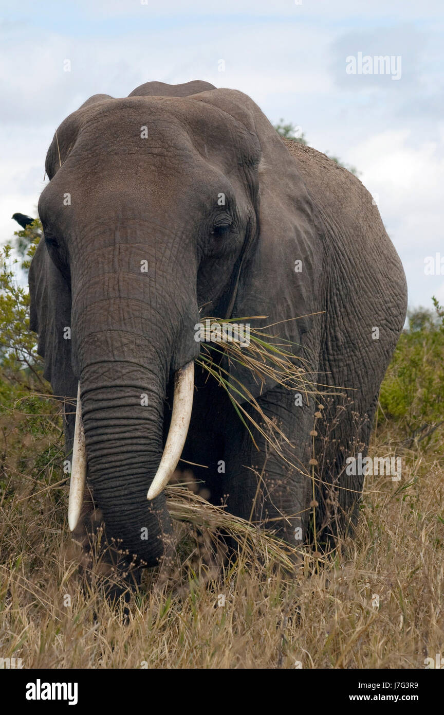 walk go going walking closeup park animal mammal national park africa ...