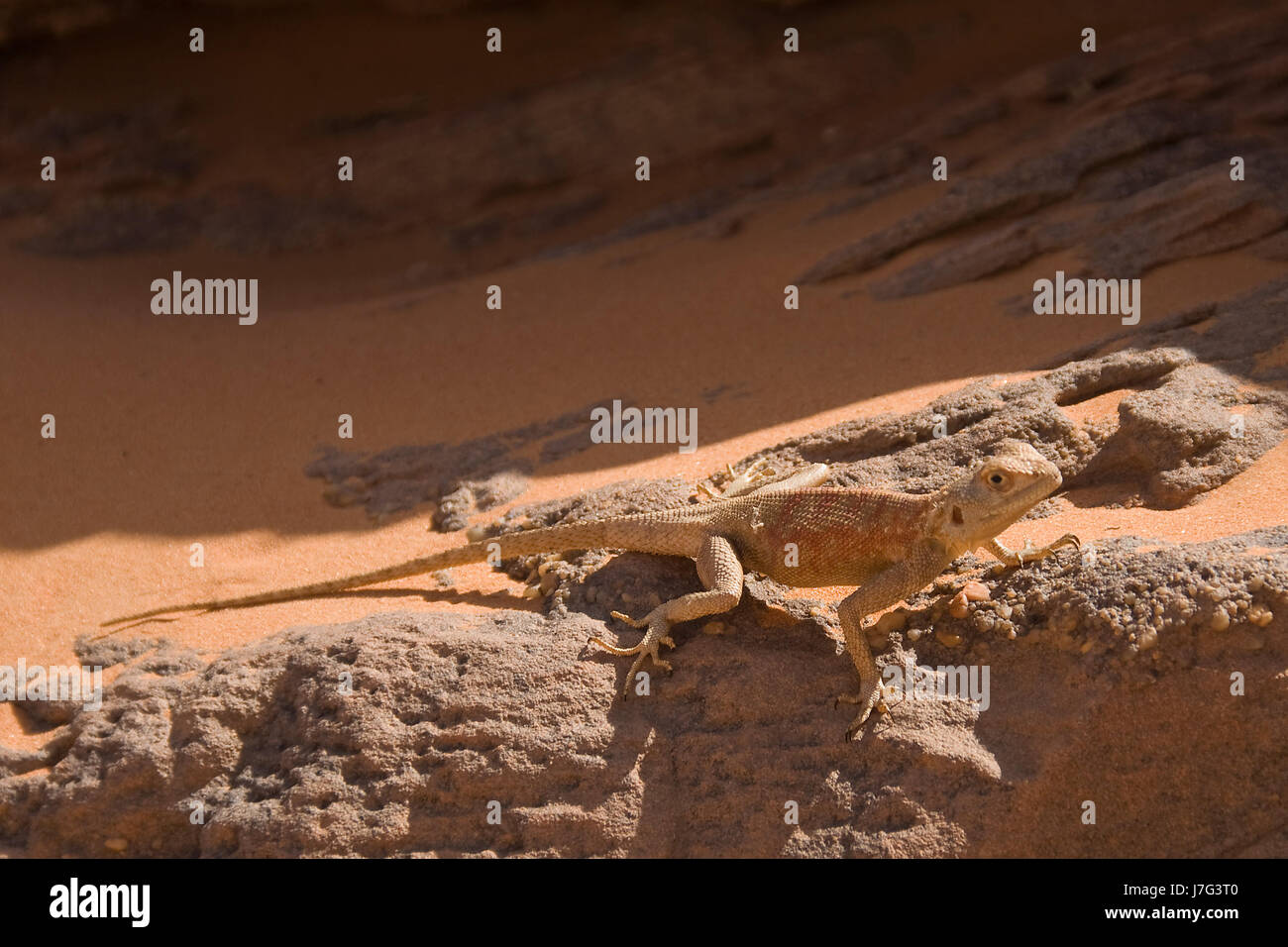 free-living lizard in the sahara Stock Photo - Alamy