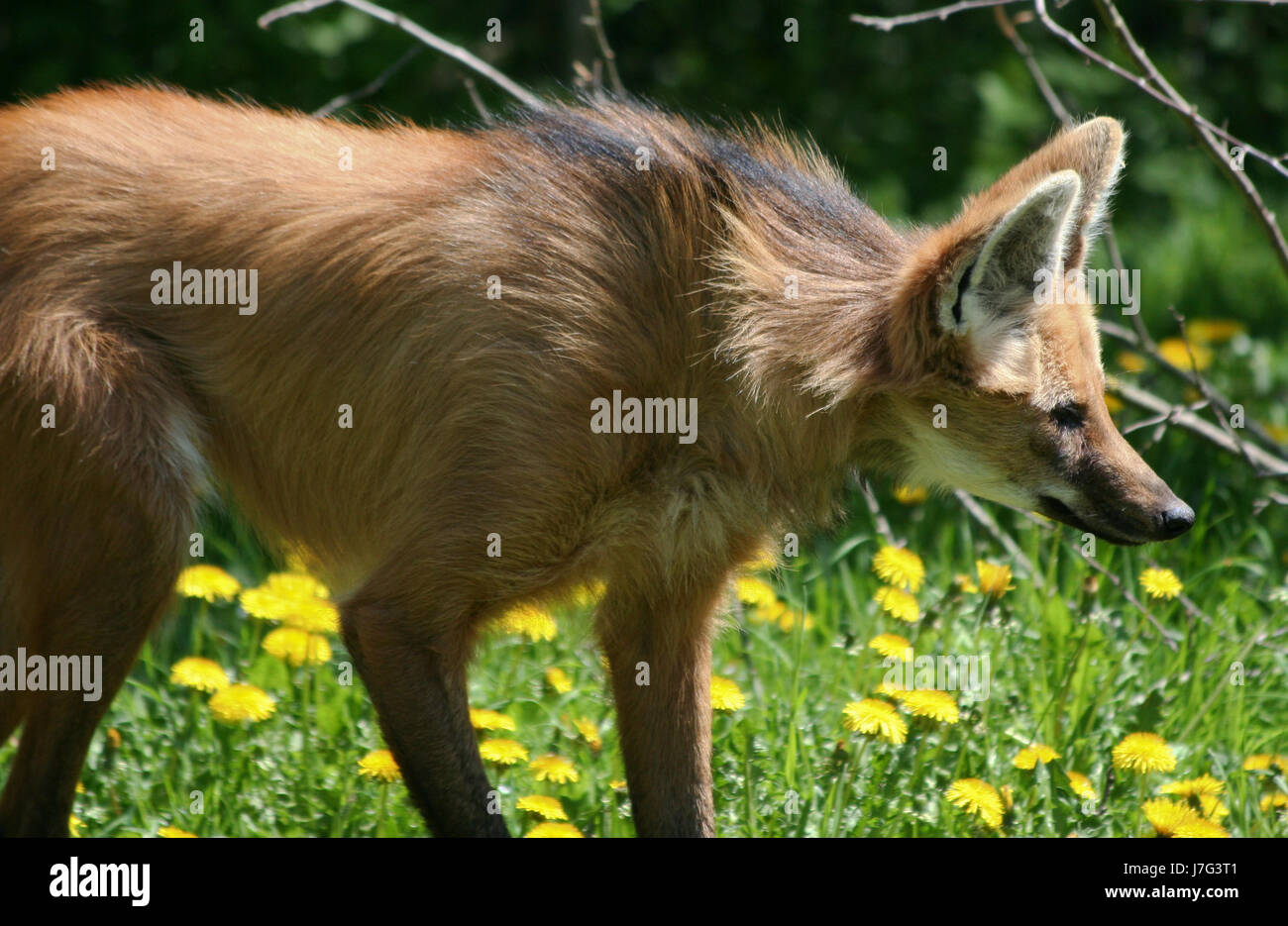Lupo wolf hi-res stock photography and images - Alamy
