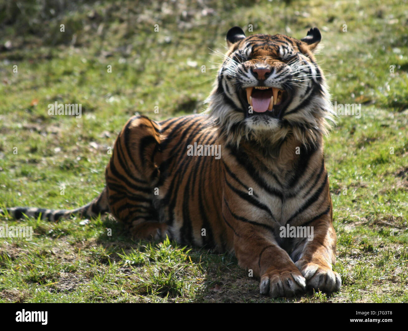 big cat feline predator cat tiger mammal teeth asia tongue big cat ...