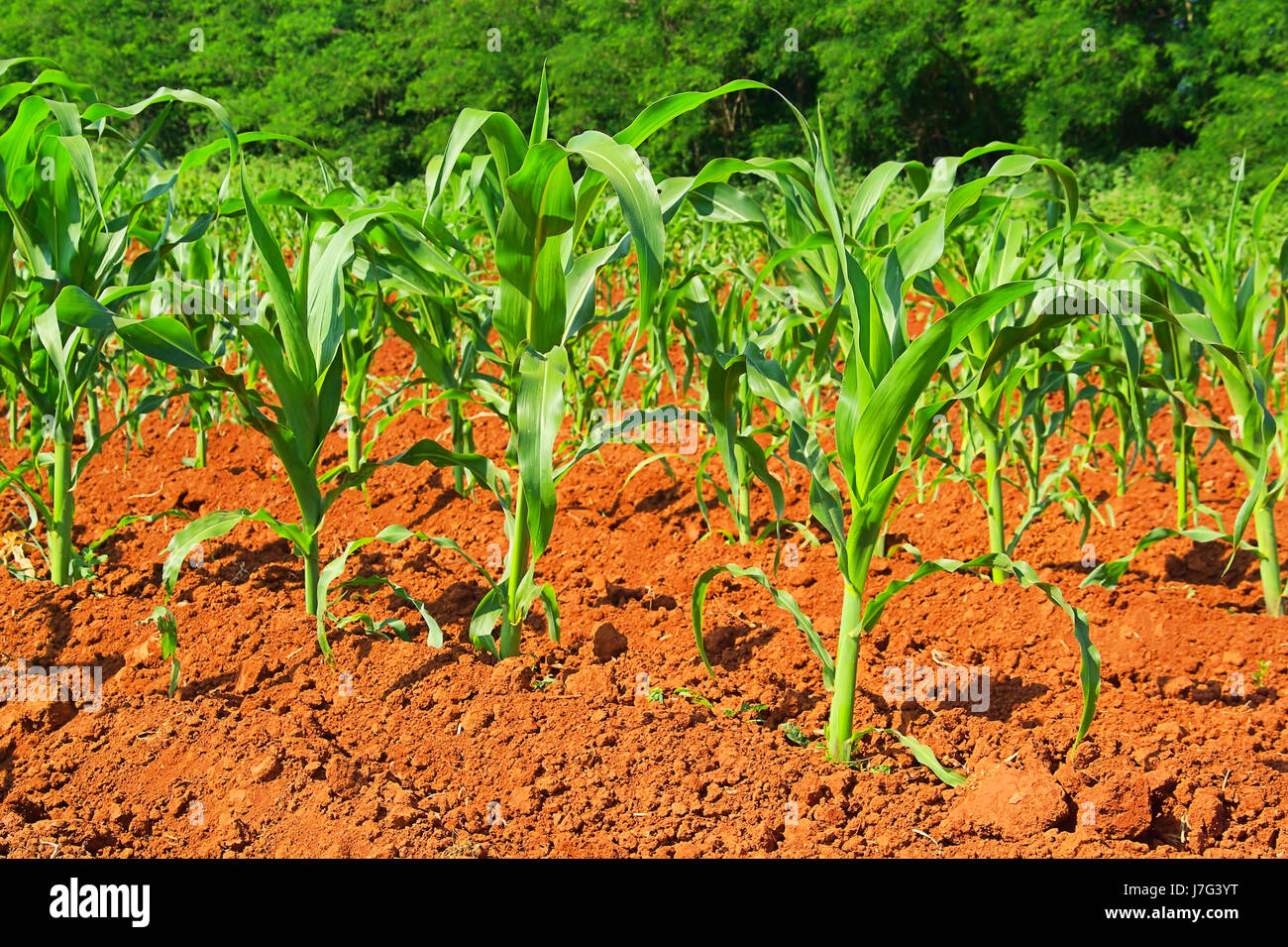 leaf fodder leaves agriculture farming field vegetable ear corn corncob ...