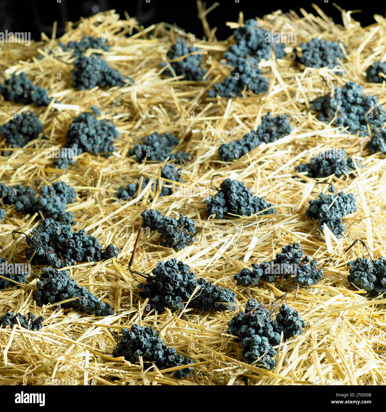 grape still life inside interior wine grapes surface dry dried up ...