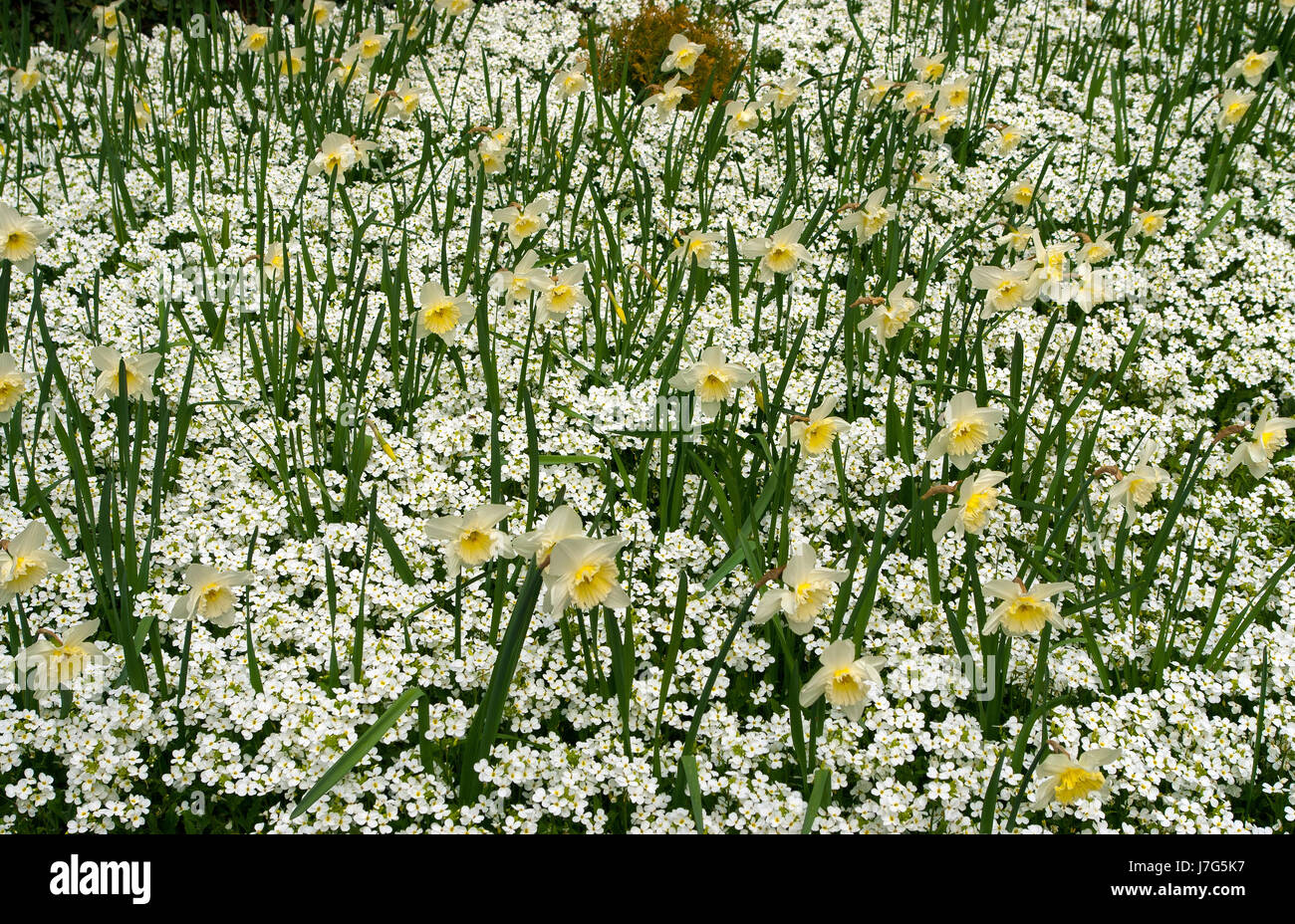 winter flower plant bloom blossom flourish flourishing flora snowdrop ...