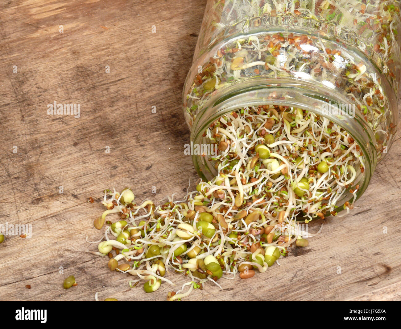 iron germination aromatic vegetable sprouts fenugreek iron germination ...