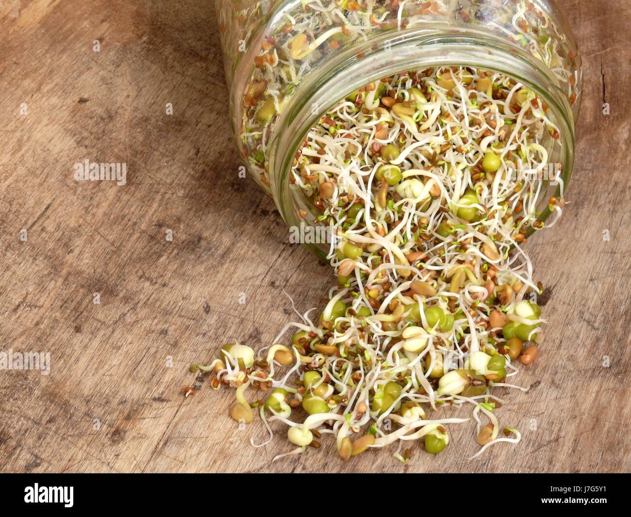 iron germination aromatic vegetable sprouts fenugreek iron germination ...