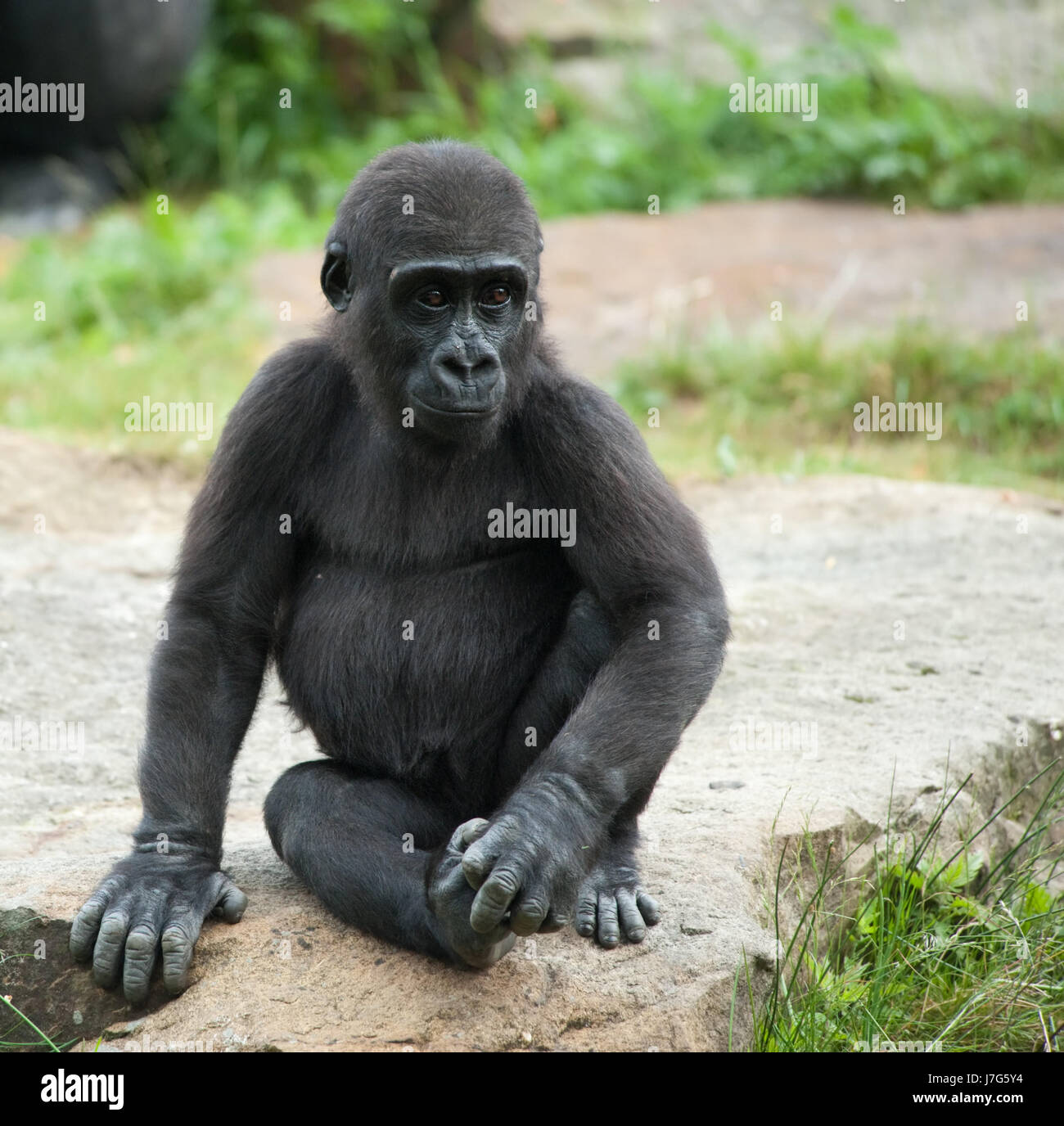 animal africa cub baby gorilla maddening pert coquettish cute young ...