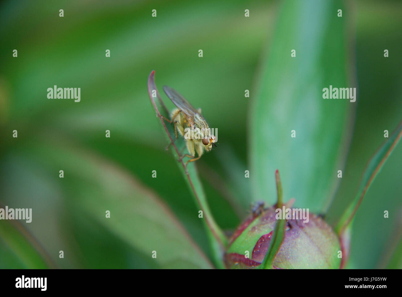 insect peony green fly bud biology insect peony green fly bud biology ...
