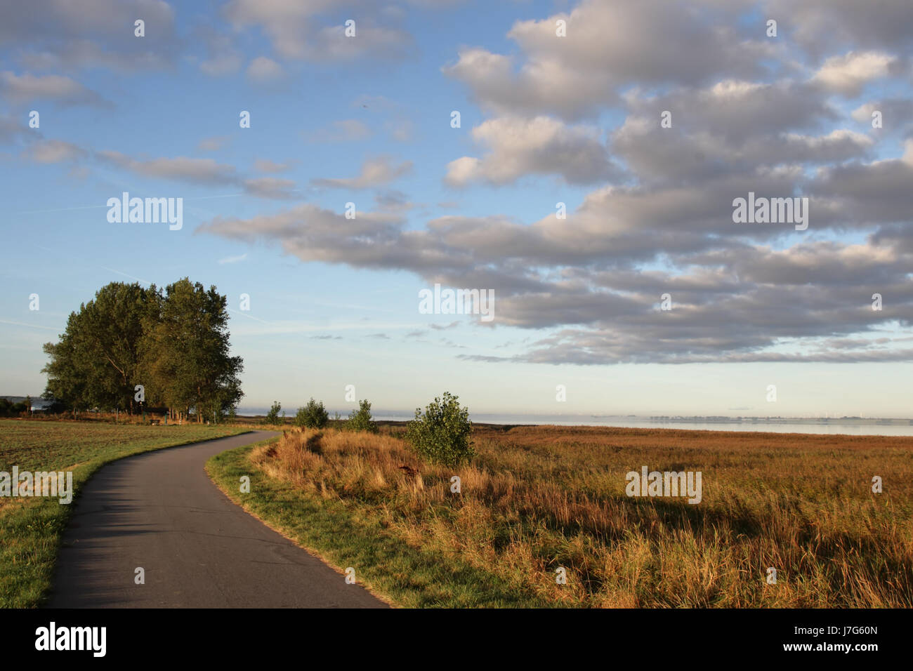 tree coast path way salt water sea ocean water bank scenery countryside ...