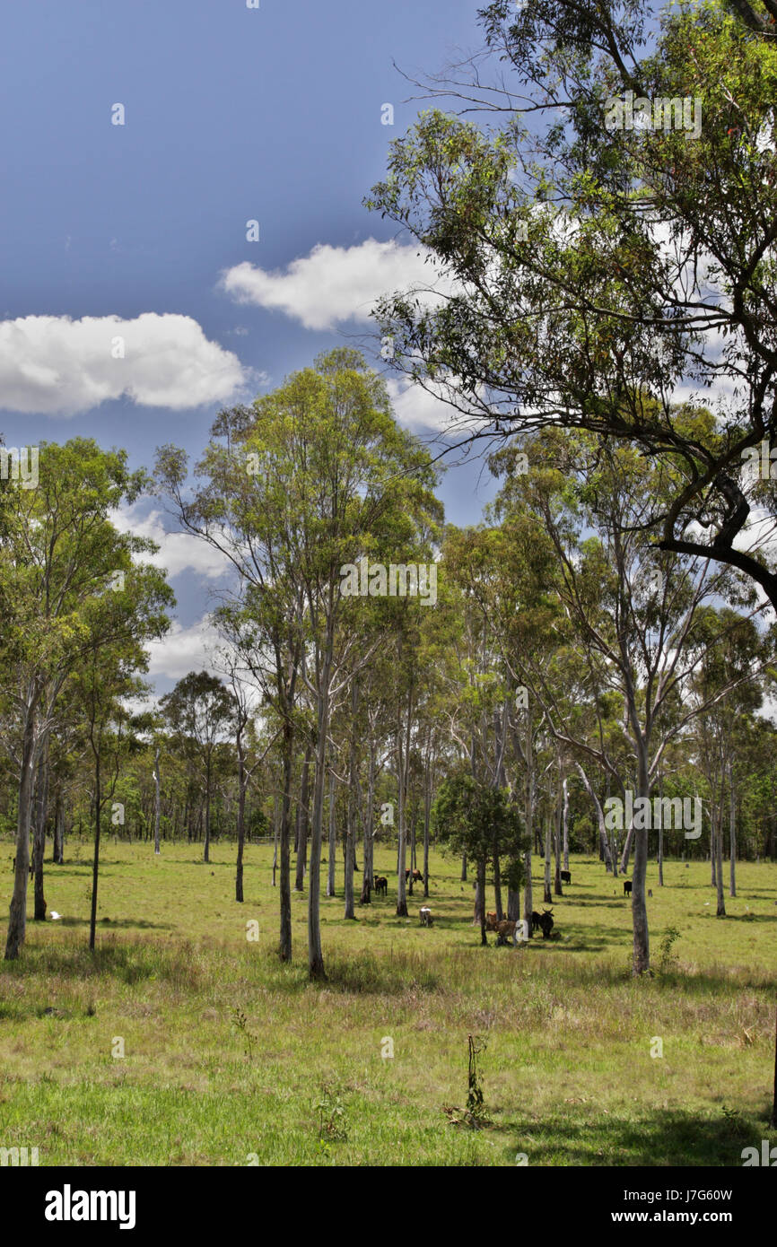 tree animal green agriculture farming australia cow farm animal ...