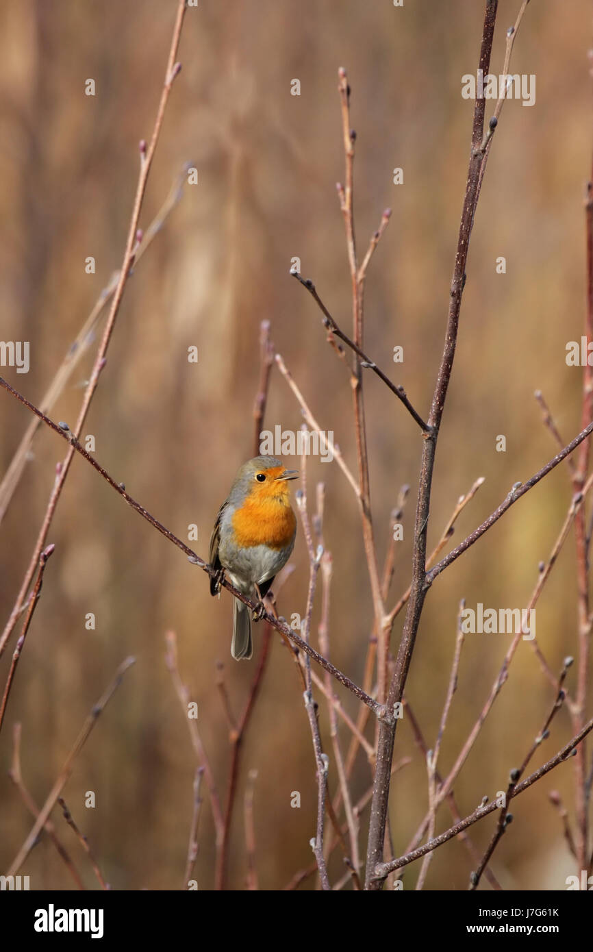 animal bird birds small tiny little short branch wildlife sing singing ...