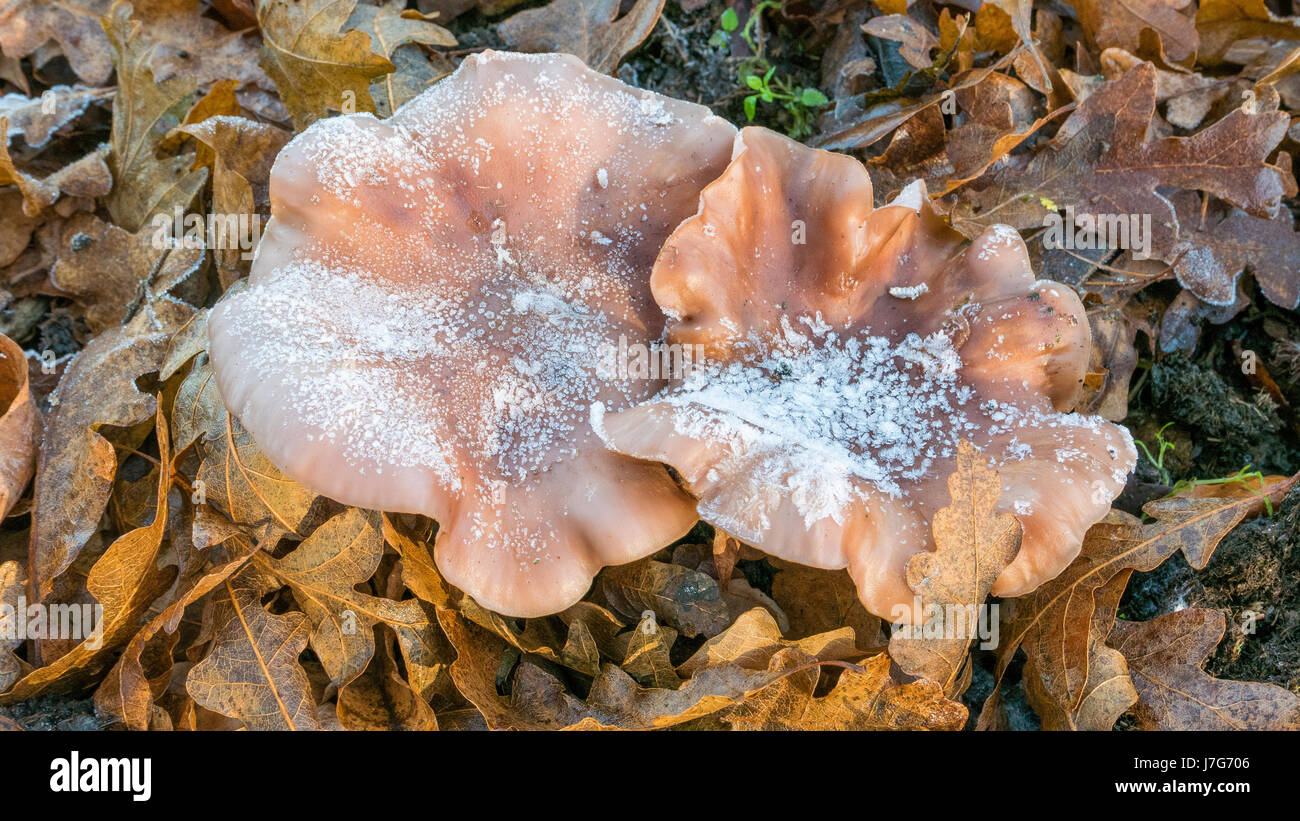 Frozen fungi on the ground in winter Stock Photo - Alamy