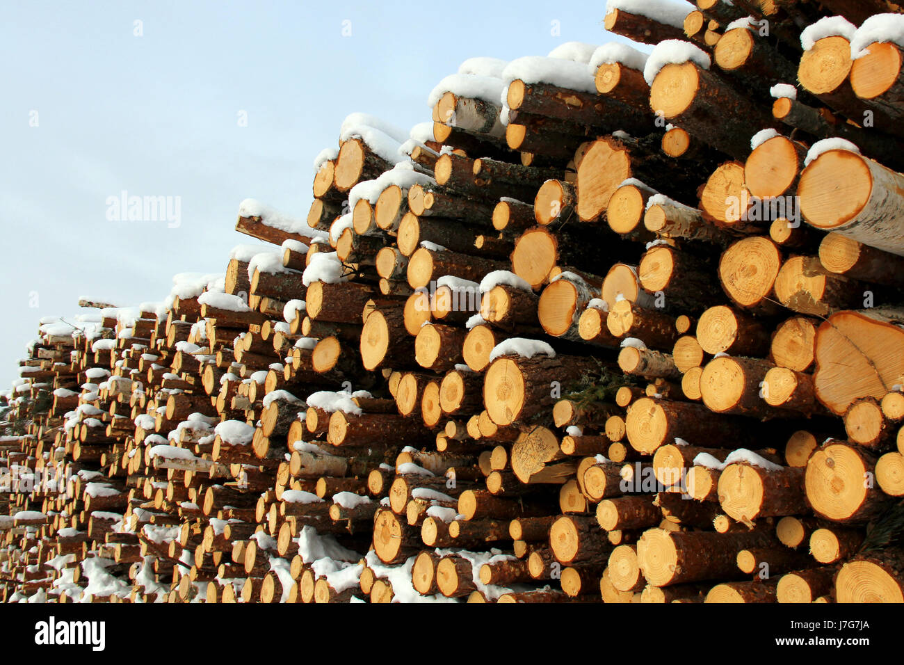 tree wood trunk timber forestry logs backdrop background blue ...