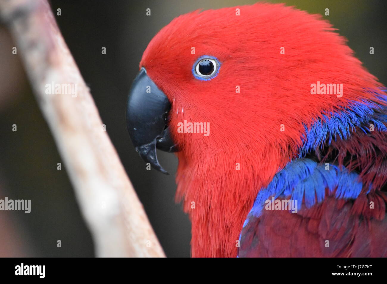 Colorful Macaw Bird Stock Photo - Alamy