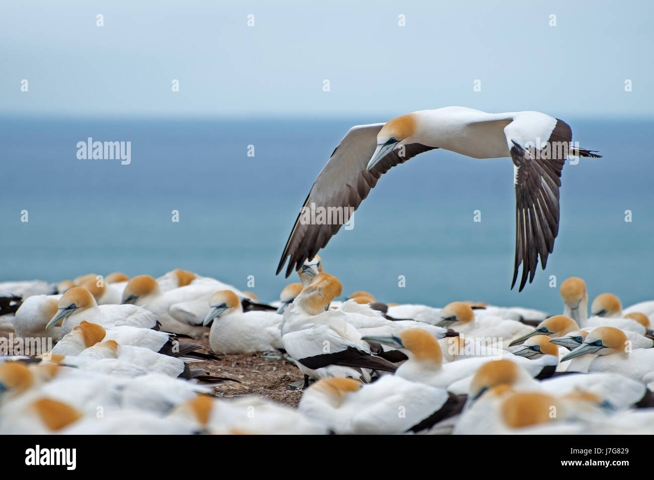 austral bumpkin iii Stock Photo - Alamy