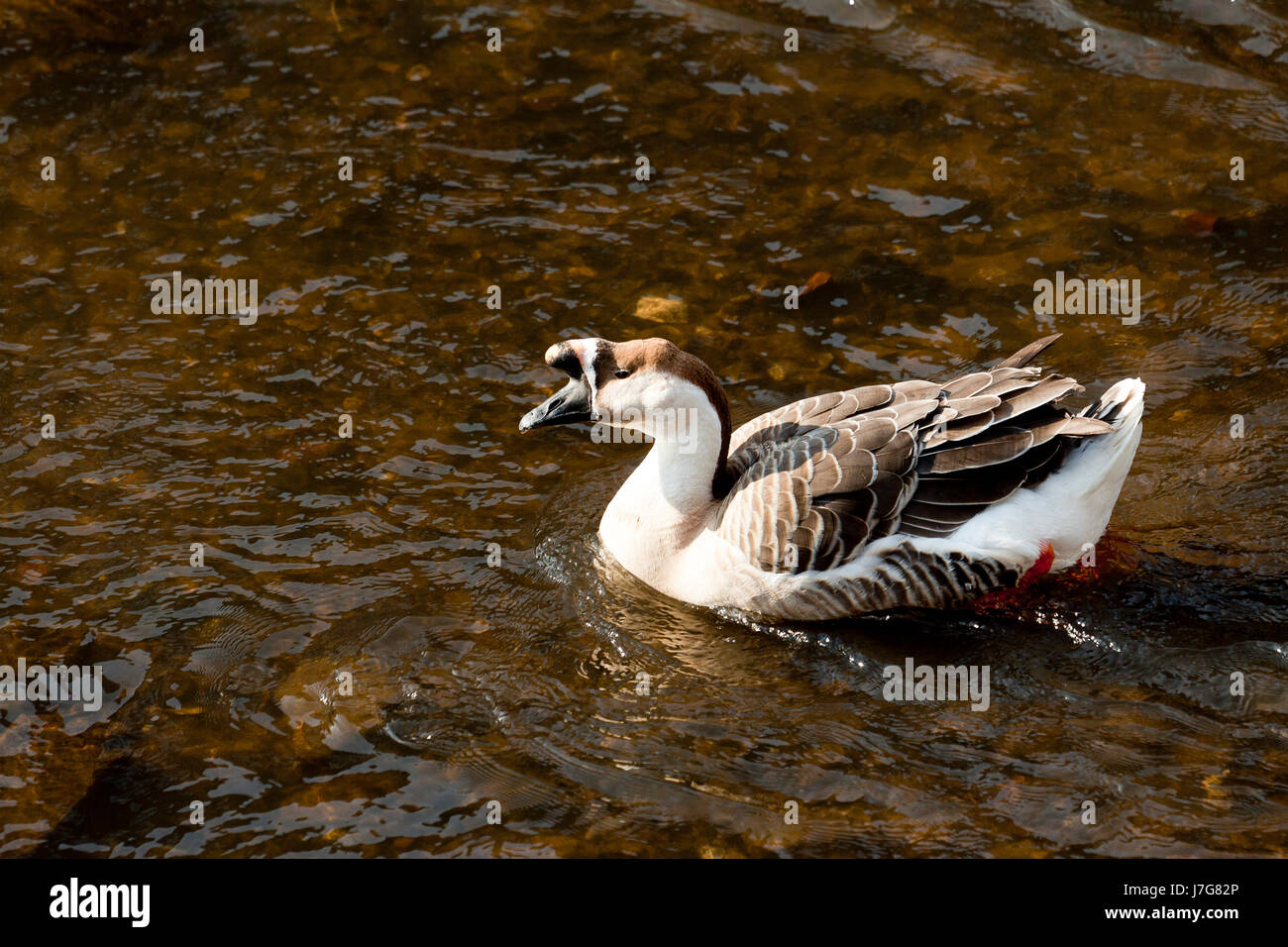 bird birds water swimming swiming swim swims to do the crawl hckergans ...