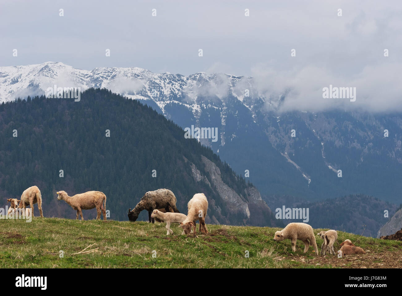 animal sheep pasture rural meadow scenery countryside nature peasant ...