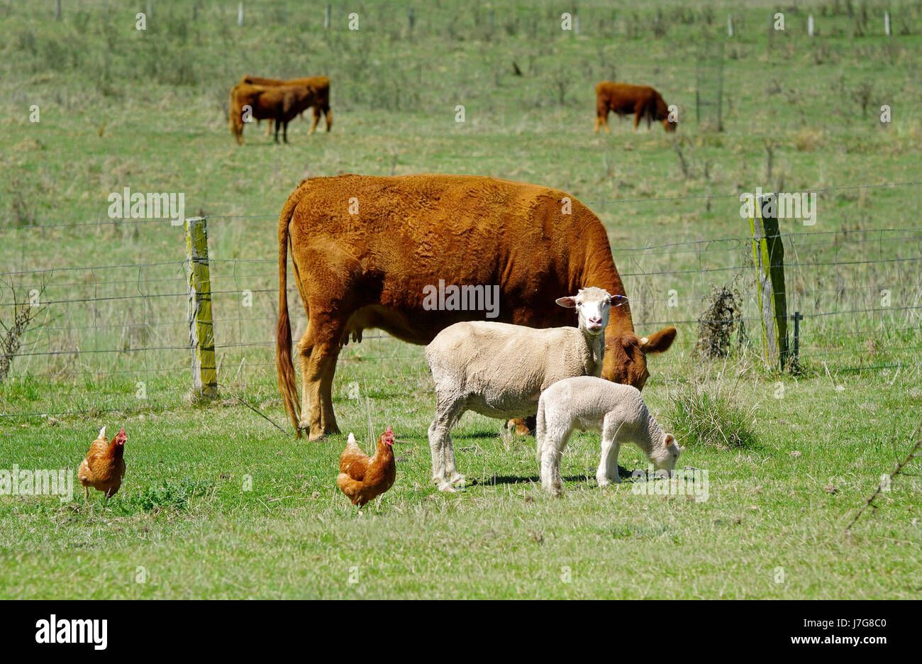 Sheep cow farm animals hi-res stock photography and images - Alamy