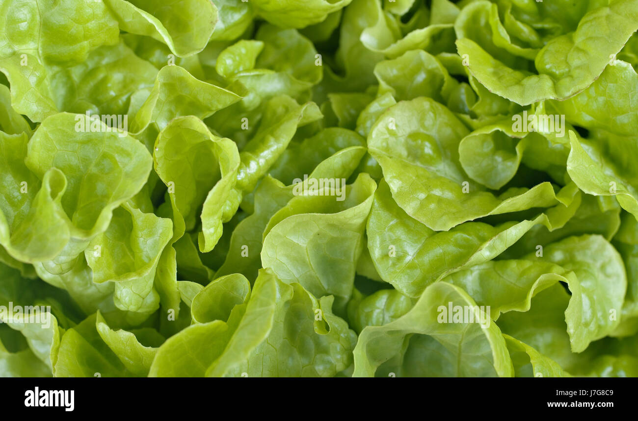 leaf leaves vegetable lettuce salad backdrop background fresh foliage ...